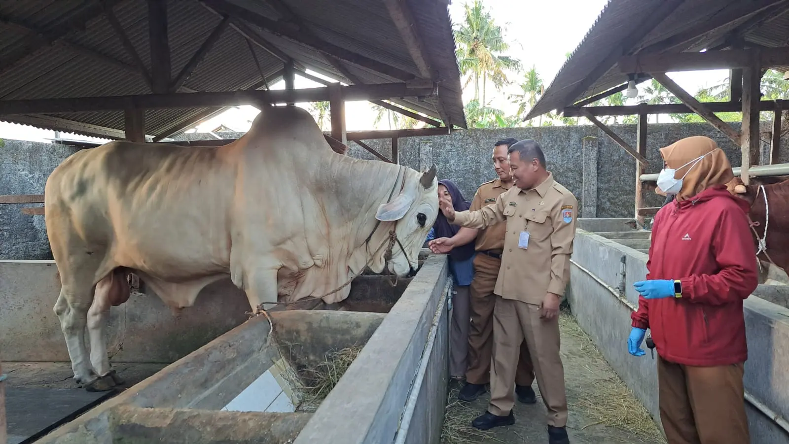 Sapi Raksasa dari Maos Cilacap Terjual Rp80 Juta, Berat Nyaris 1 Ton